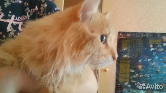 Отдадим рыжего кота в хорошего руки
