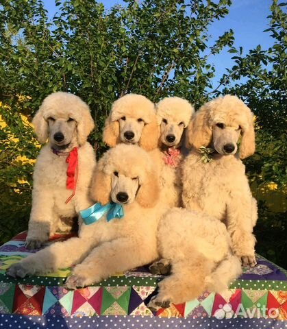 Щенки большого пуделя