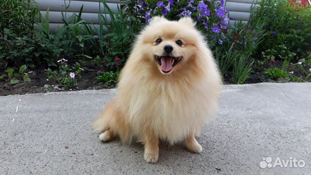 Кабель шпиц на случку