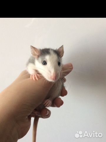 Крыса декоративная