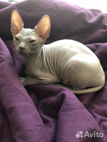 Котёнок донского сфинкса
