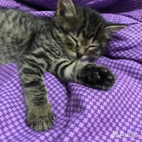 Мальчишки-братишки ищут свой дом