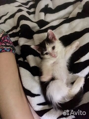 Кошка 1 месяц