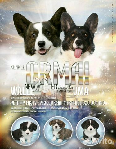 Продажа щенков