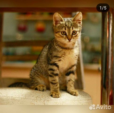 Полосатый котенок очаровашка