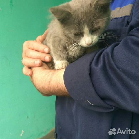 Котенок девочка 2 месяца нужен куратор или дом