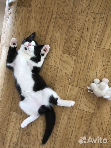 Уж очень компанейский парень в заботливые руки