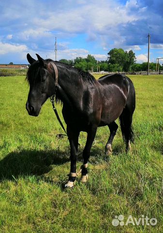Продам кобылу