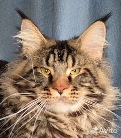 Племенной кот мейн кун Элтон