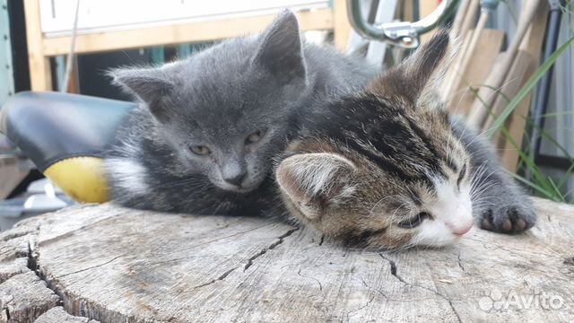 Котята от грозы мышей. Привезем домой