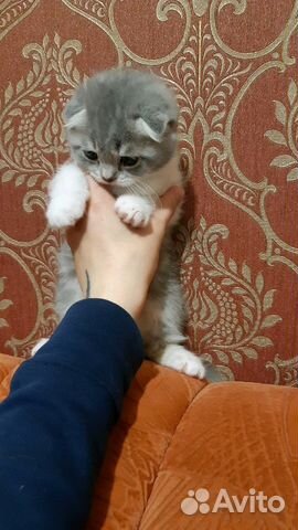 Шотландские котята голубой мраморный биколор
