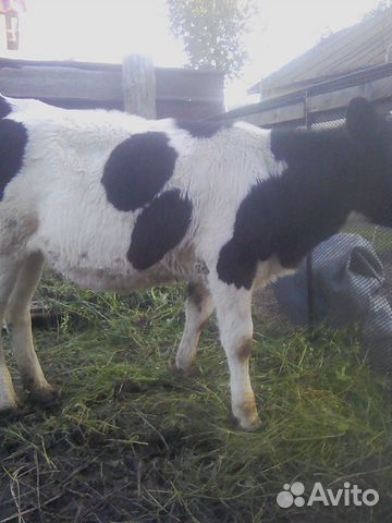 Телочка 4 месяца и 5 месяцев