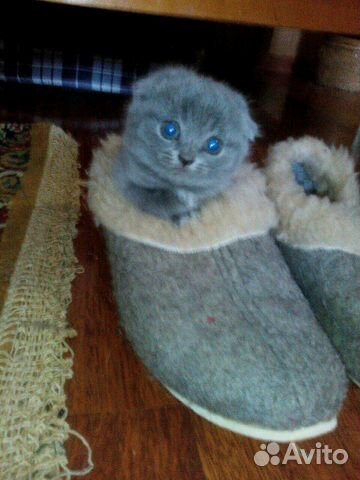 Очень милый вислоухий мальчик