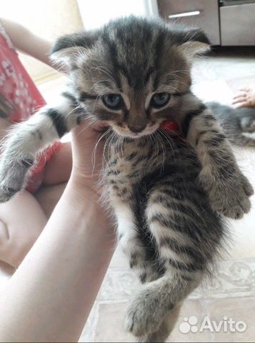 Отдам котят от вислоухой кошки 1 девочка и 3 мальч