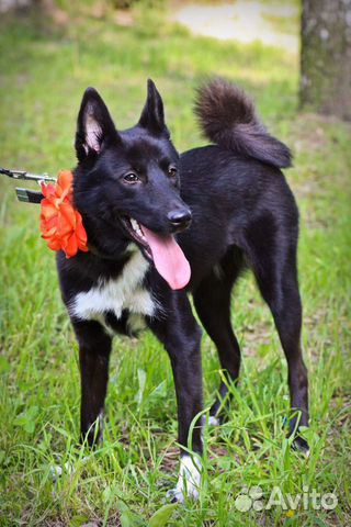 Собака восточно-европейская лайка метис