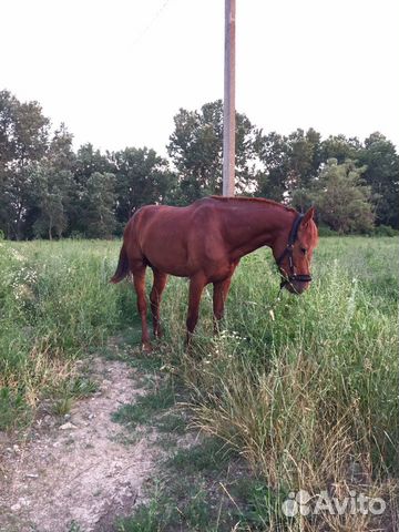 Жеребец 2013гр