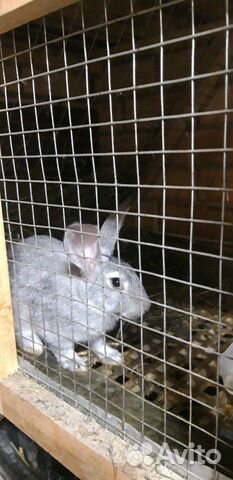Продаются кролики