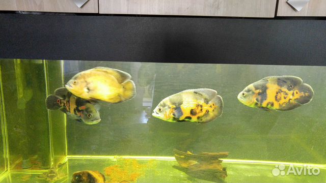 Астронотусы