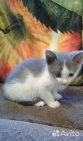 Котята В хорошие руки