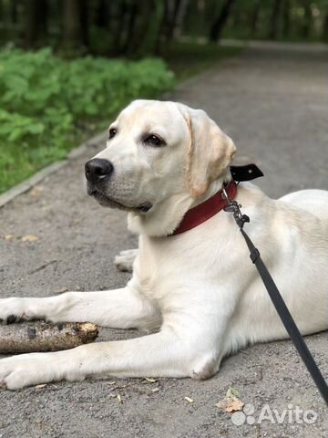 Щенок лабрадора