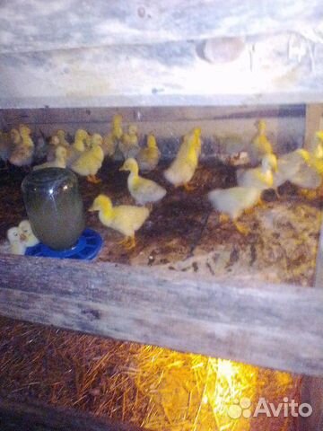 Гусята линда