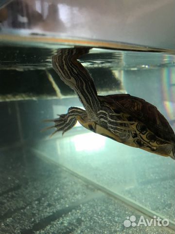 Черепаха и аквариум 60л и доп оборудование