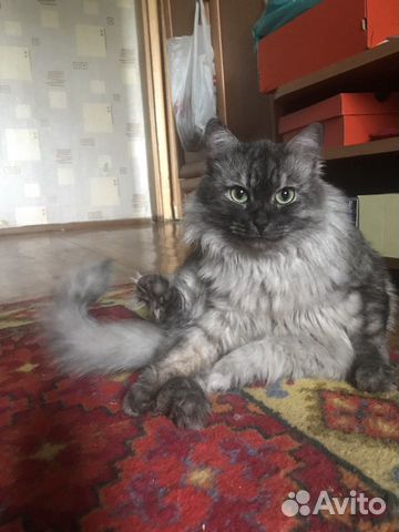 Молодой котик в добрые руки