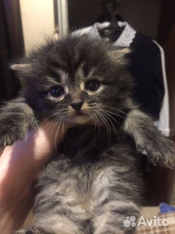 Котёнок мальчик