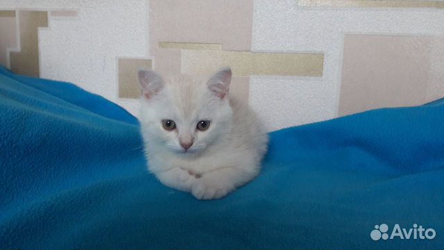Британский котенок