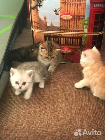 Британские котята