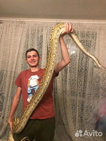 Тигровый питон