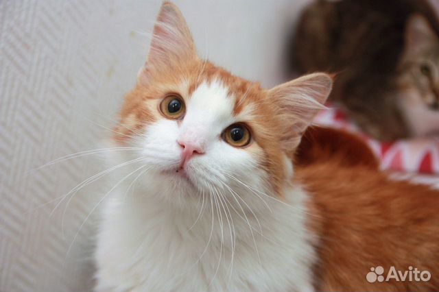 Котик Мультик ищет Дом