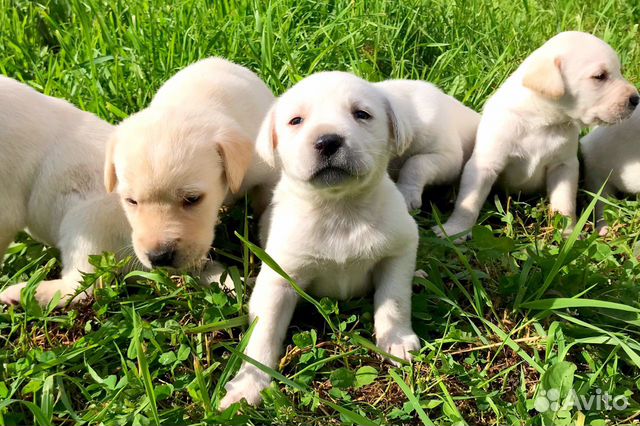 Щенки лабрадора