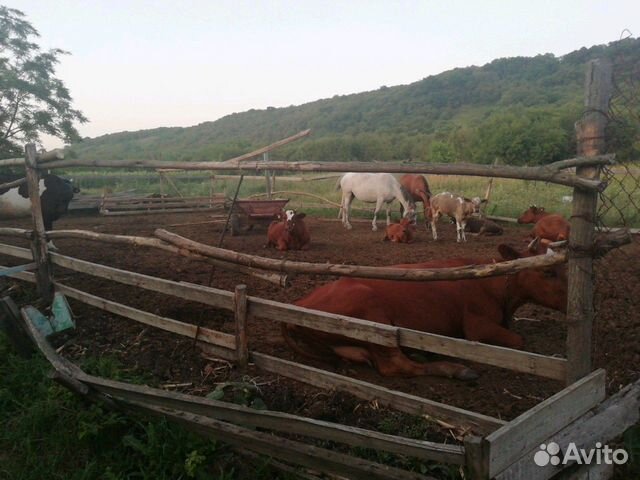 Продаются коровы