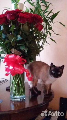 Вязка с тайским котом