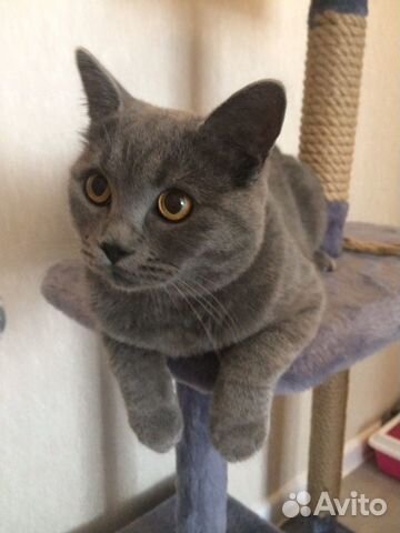 Отдам котика 10 месяцев в хорошие руки