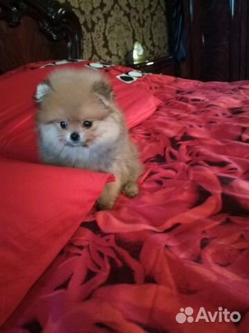 Померанский шпиц