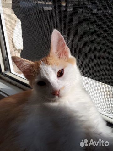 Отдам чудесных котят-метисов