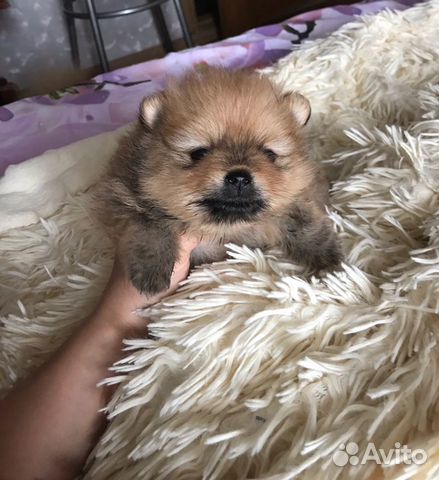 Медвеженок