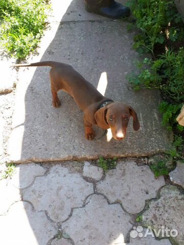 Собачка в добрые руки