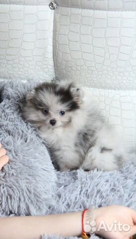 Шпиц-редкий окрас. девочка арлекин