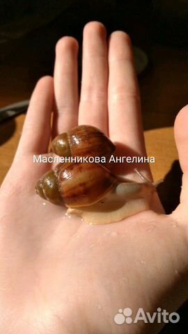 Улитки Архахатины Дегнери Шоко
