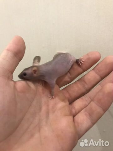 Мыши сфинксы