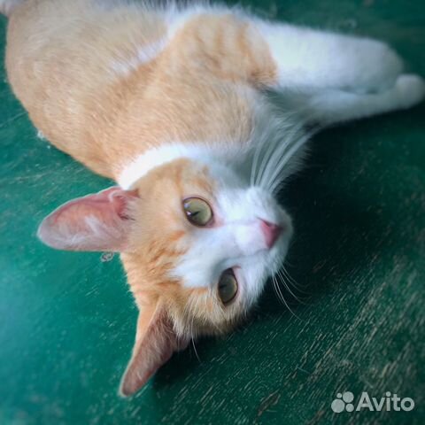 Рыжуля в добрые руки