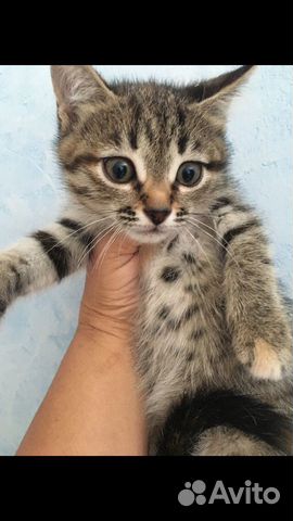 Полосатая девчуля