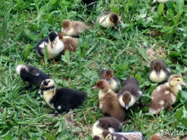 Утята индоутки