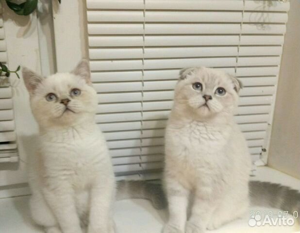 Шотландский колорный котик прямоухий из питомника