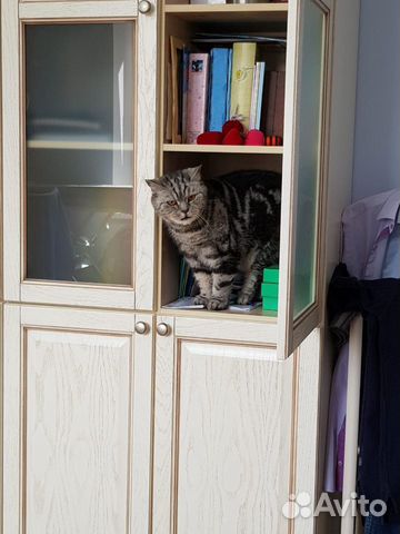 Кот Шотланлец Скоттиш Страйт Корс 6 лет в добрые р
