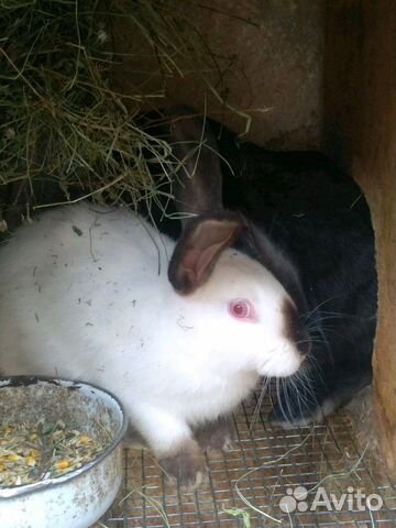 Кролики. 5 мес