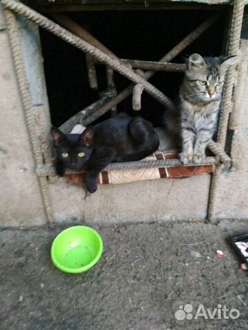 Котейкам очень нужен дом и забота